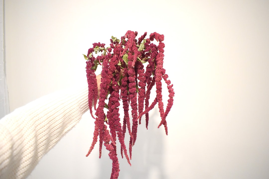 Love Lies Bleeding Amaranthus/hanging Amaranth/dried Flowers/ Burgundy ...