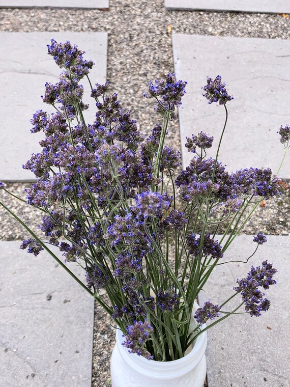 Dried Verbena Bonariensis 50-55 Stem Bunch. Dried Flowers | Etsy