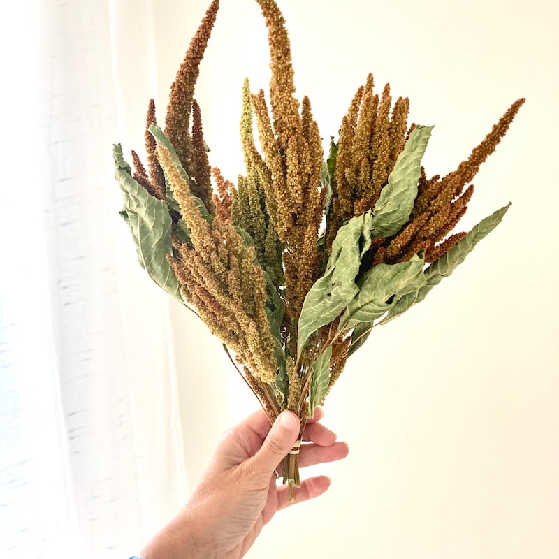Dried Amaranthus - Etsy