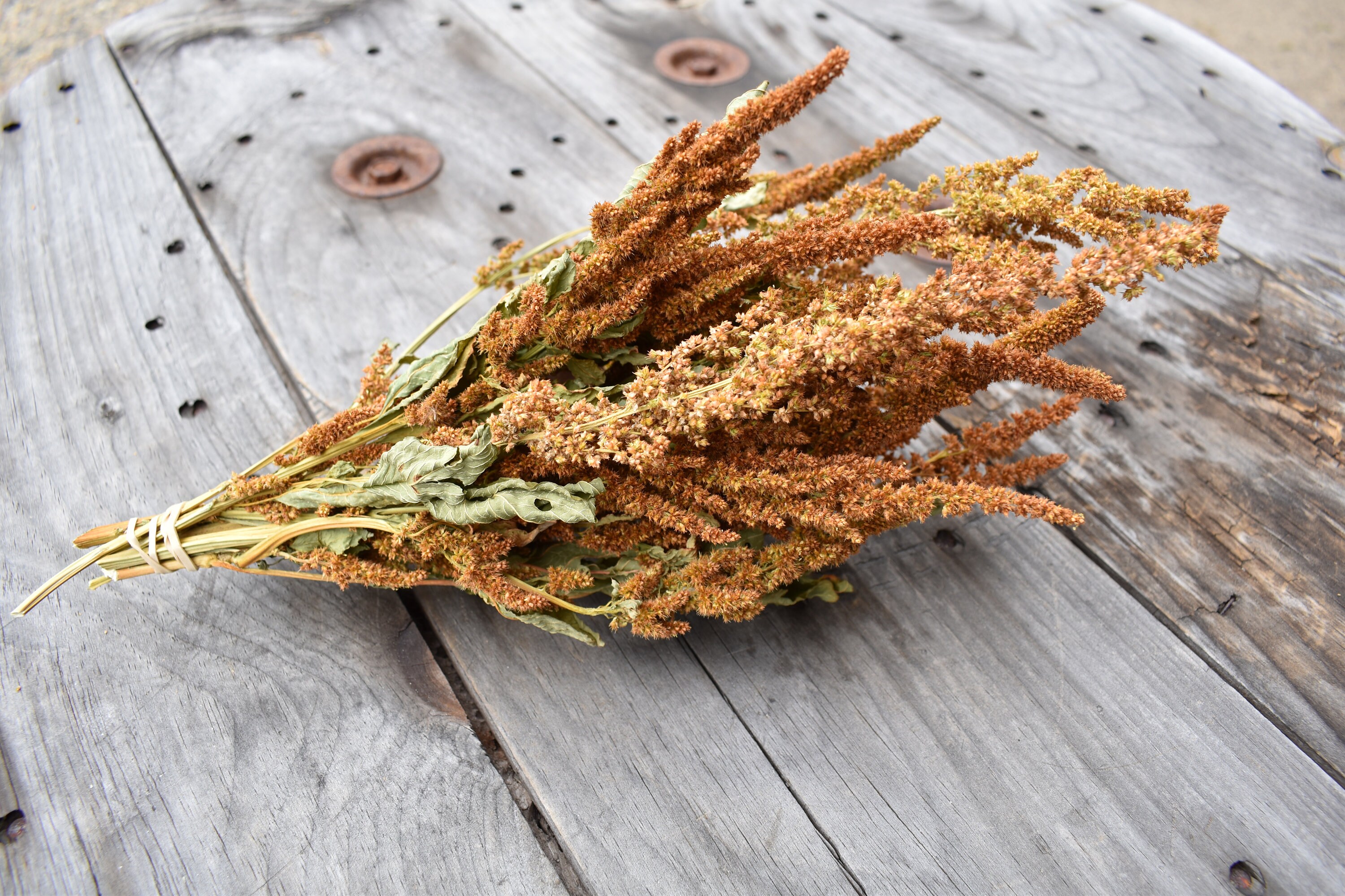 Dried Copperhead Amaranth Naturally Dried Amaranthus. Rust - Etsy