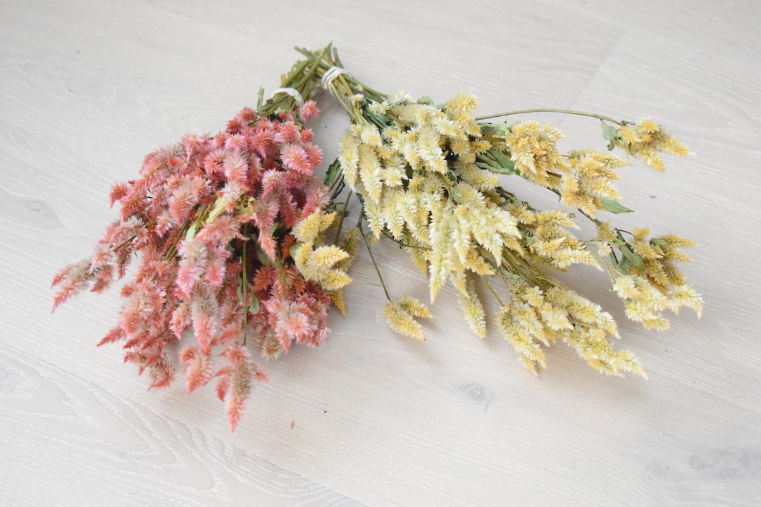 Dried Celosia Celway Salmon and White, Dried Cockscomb. - Etsy
