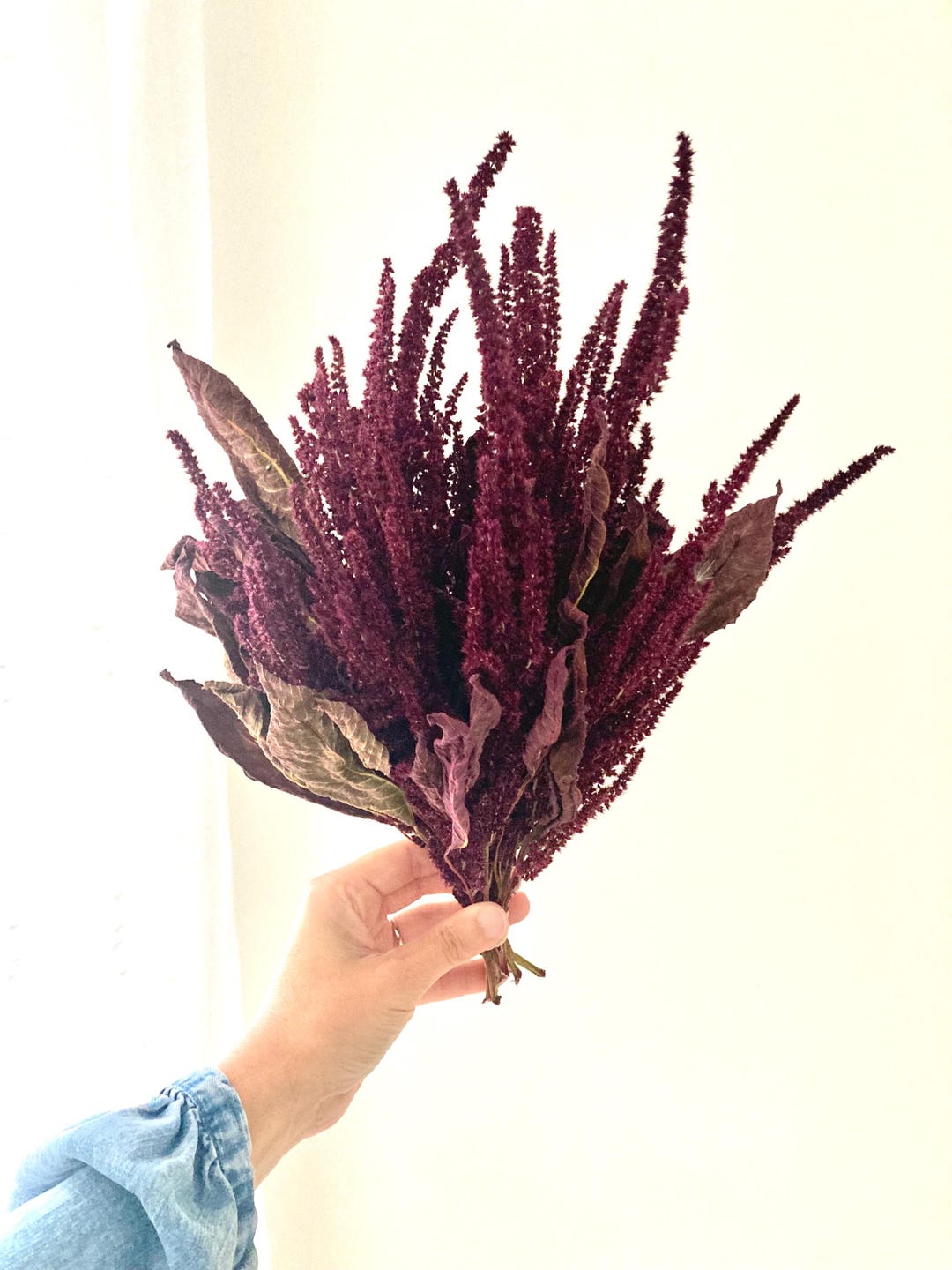 Dried Burgundy Amaranth/burgundy Flowers/dried Amaranthus Flowers/dried ...