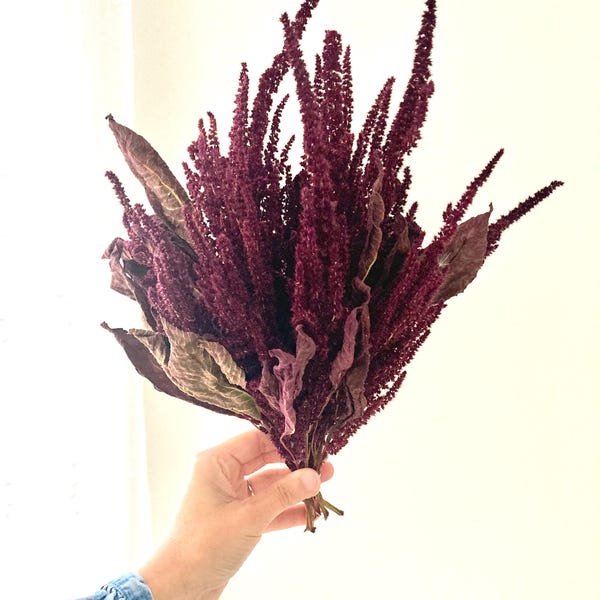 Dried Amaranthus - Etsy