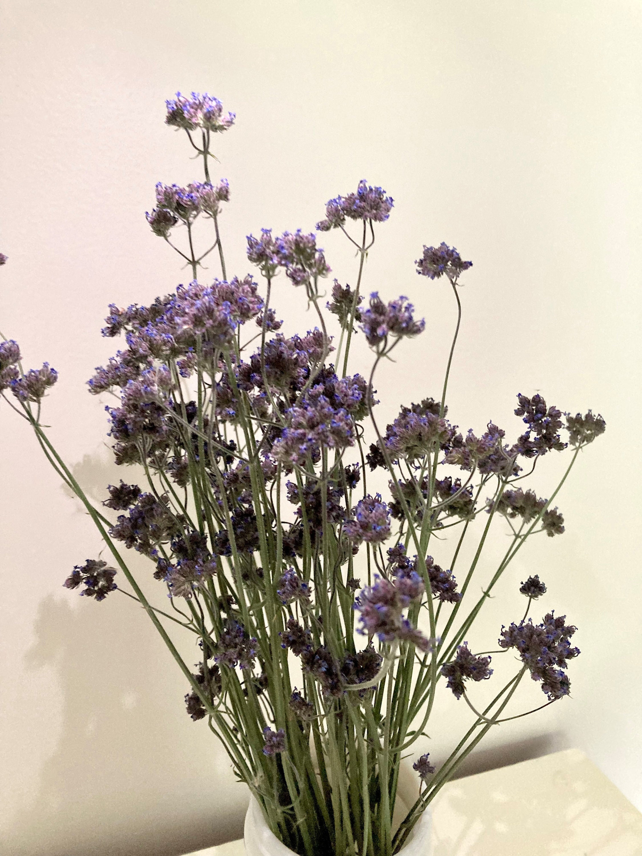 Dried Verbena Bonariensis 50-55 Stem Bunch. Dried Flowers | Etsy