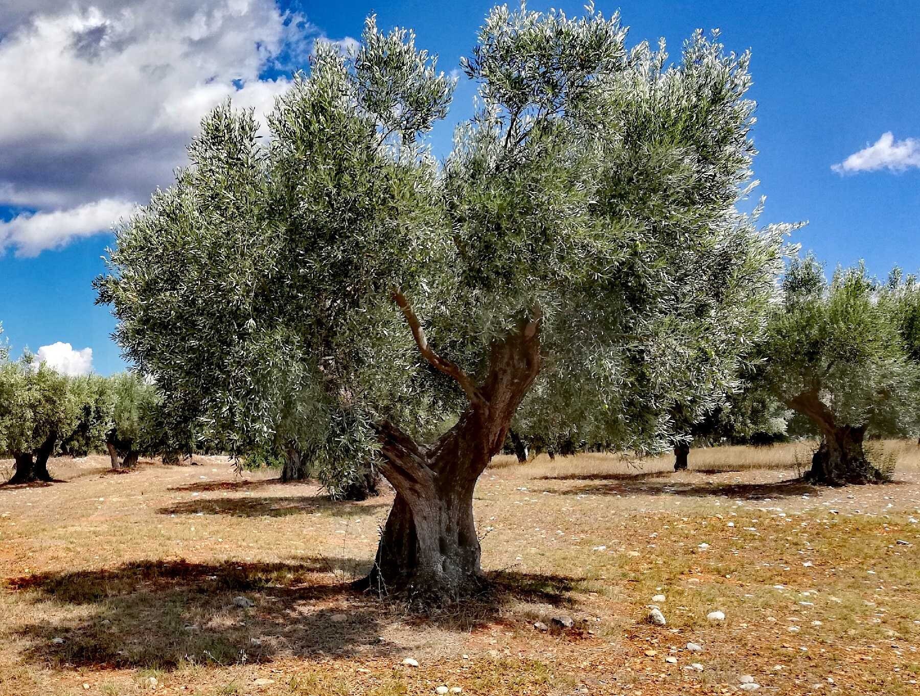 Greek Olive Tree