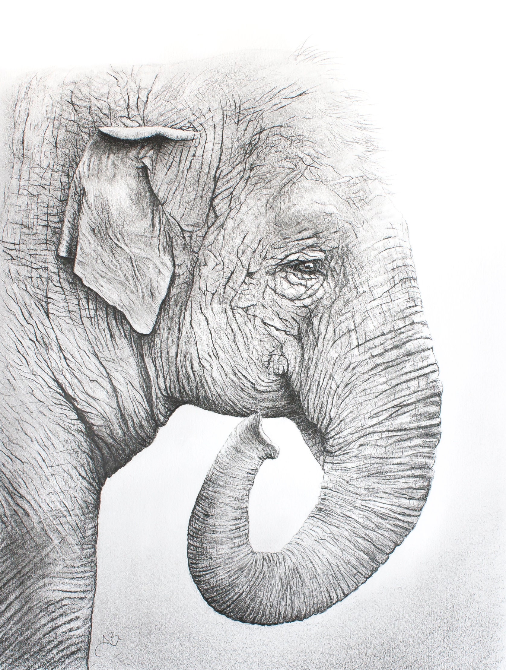 Elephant Pencil Drawing
