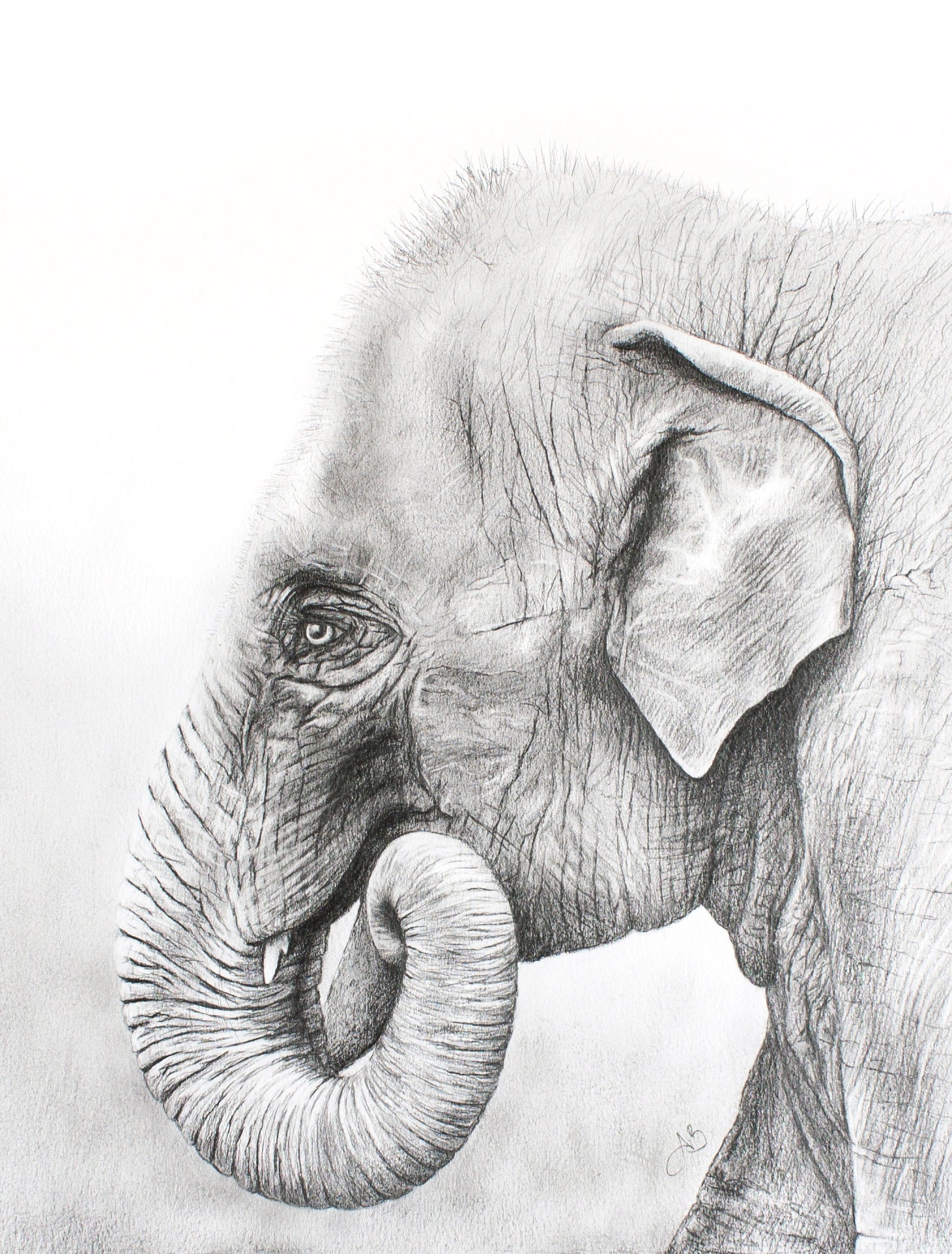 Pencil Sketches Of Elephant
