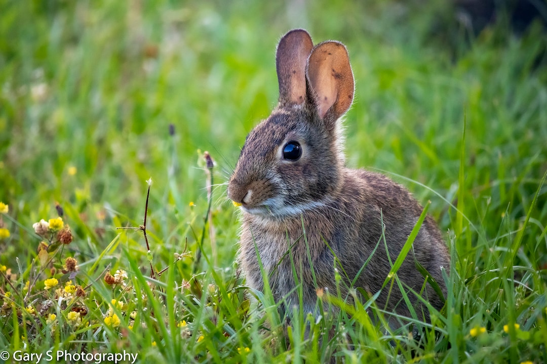 Photograph Print of a Baby Bunny Eating Some Grass on a Hiking - Etsy