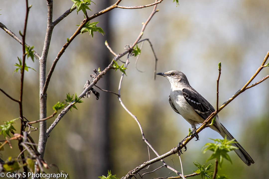 Photograph Print of a Mockingbird Sitting on A Branch, North Carolina ...