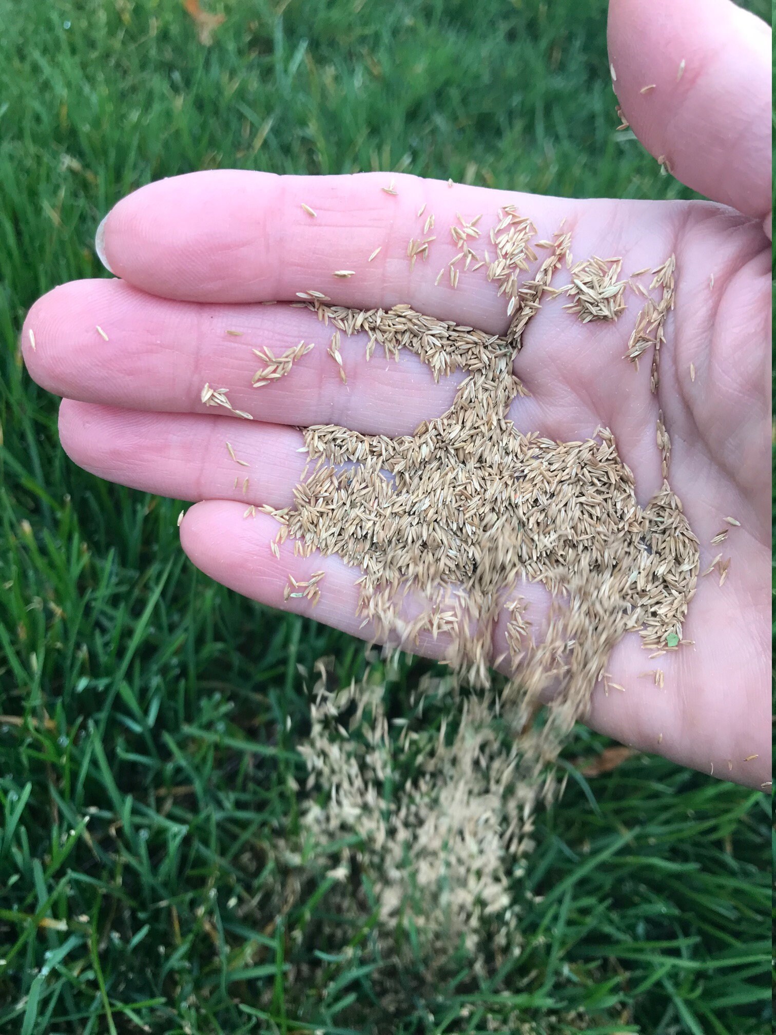 Kentucky Bluegrass Seed 6 Lbs. per Order, No Fillers, Quality Seed. Buy ...