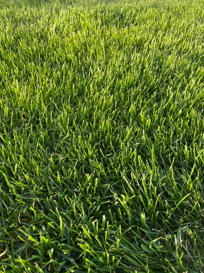 Kentucky Bluegrass Seed - 6 Lbs. per Order, No Fillers, Quality Seed ...