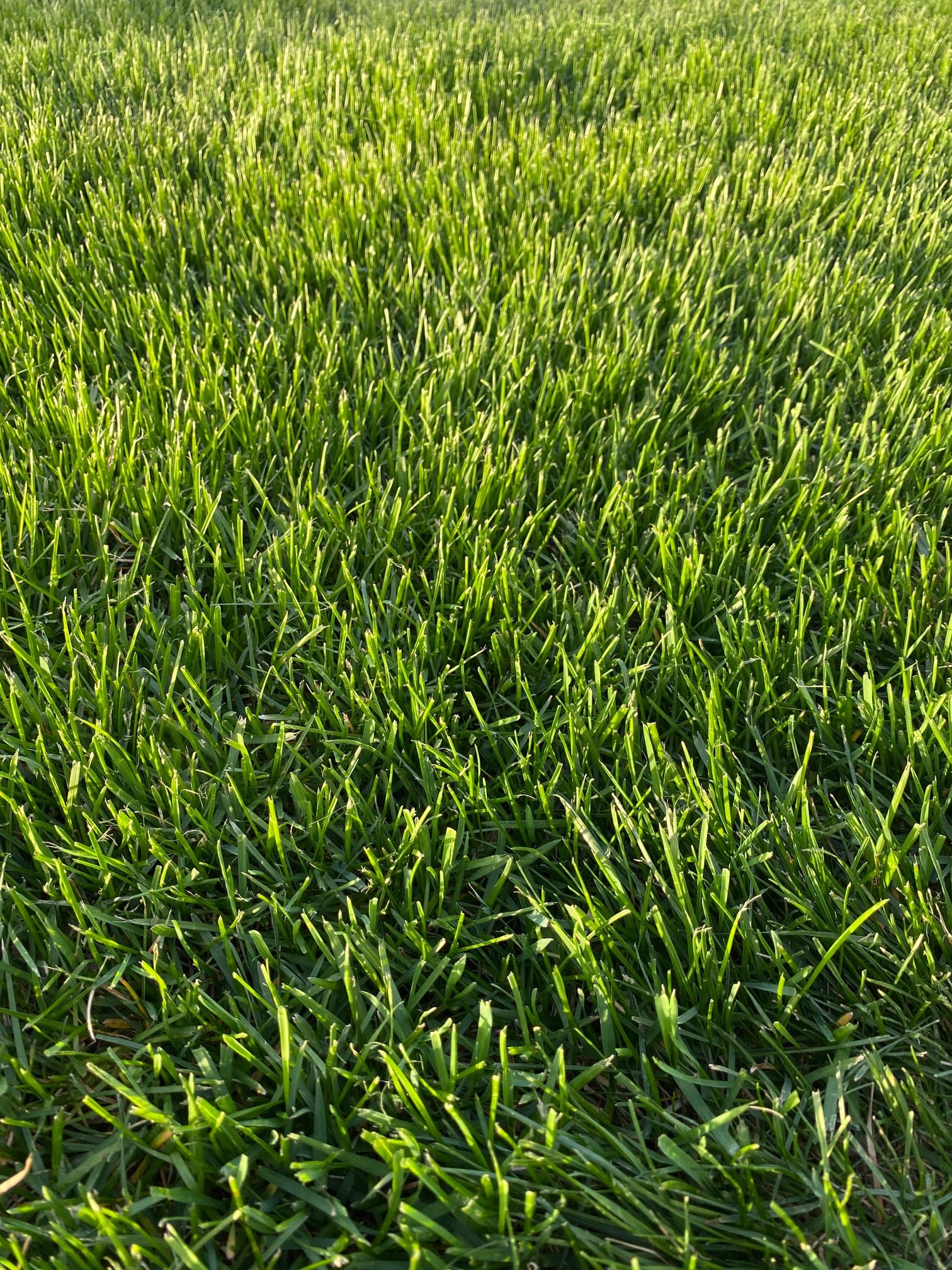 Kentucky Bluegrass Seed 6 Lbs. per Order, No Fillers, Quality Seed. Buy ...