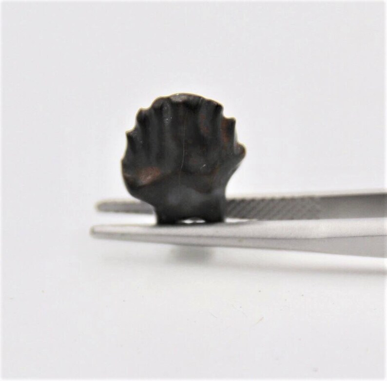 Nodosaurid Indet. Dinosaur Tooth Fossil: Edmontonia or Denversaurus - Etsy