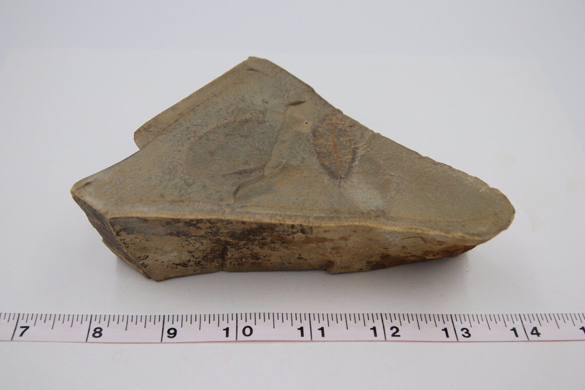 Detailed Leaf Compression Fossil - Etsy Sweden