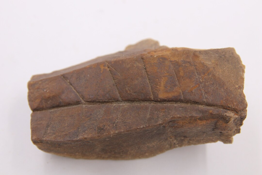 Detailed Partial Leaf Compression Fossil - Etsy