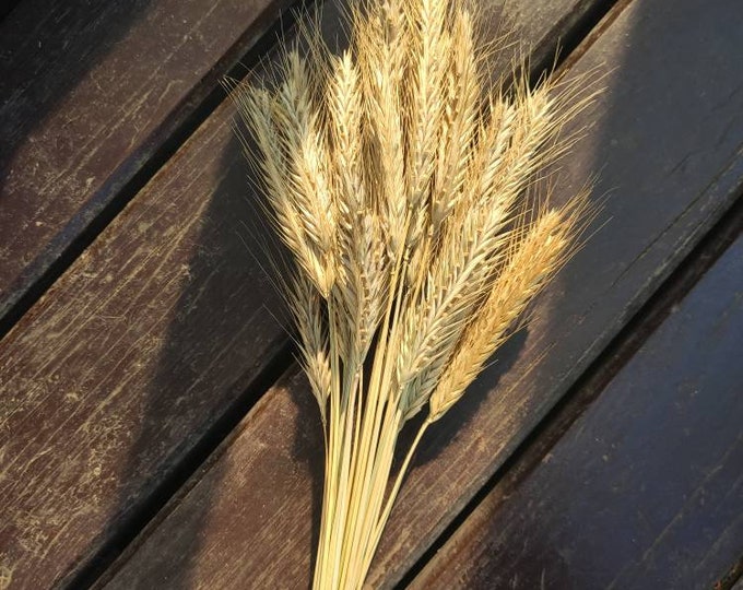 Dried Rye Bundle - Etsy