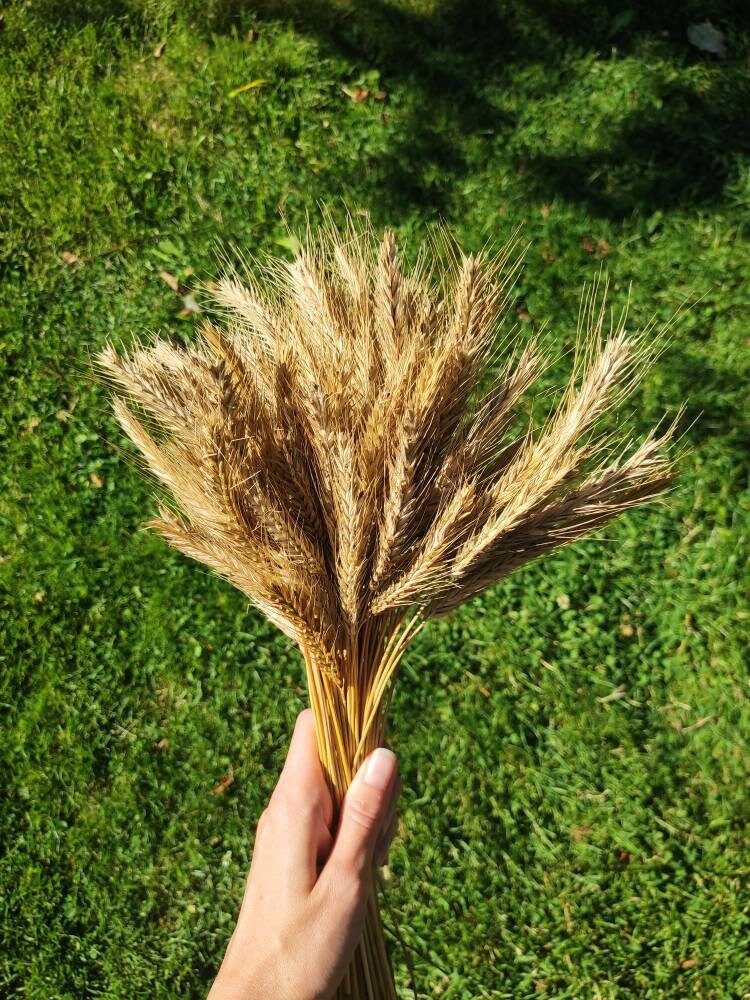 Dried Rye Bundle - Etsy
