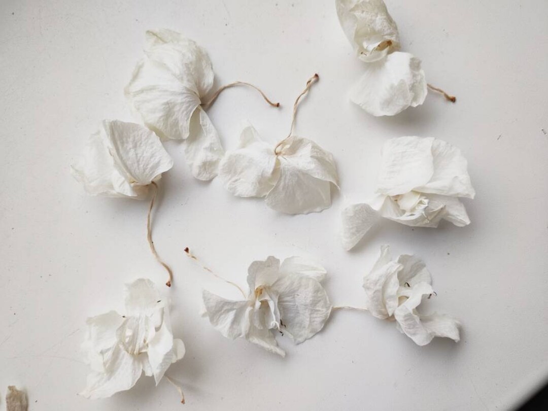 10 Dried Orchids Heads - Etsy