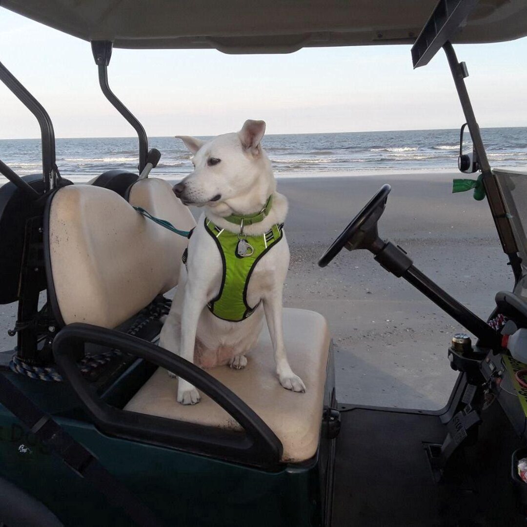 K9 Copilot® - Golf Cart Tether - Etsy