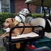 K9 Copilot® - Golf Cart Tether - Etsy