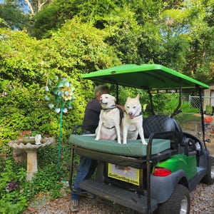 K9 Copilot® Golf Cart Tether - Etsy