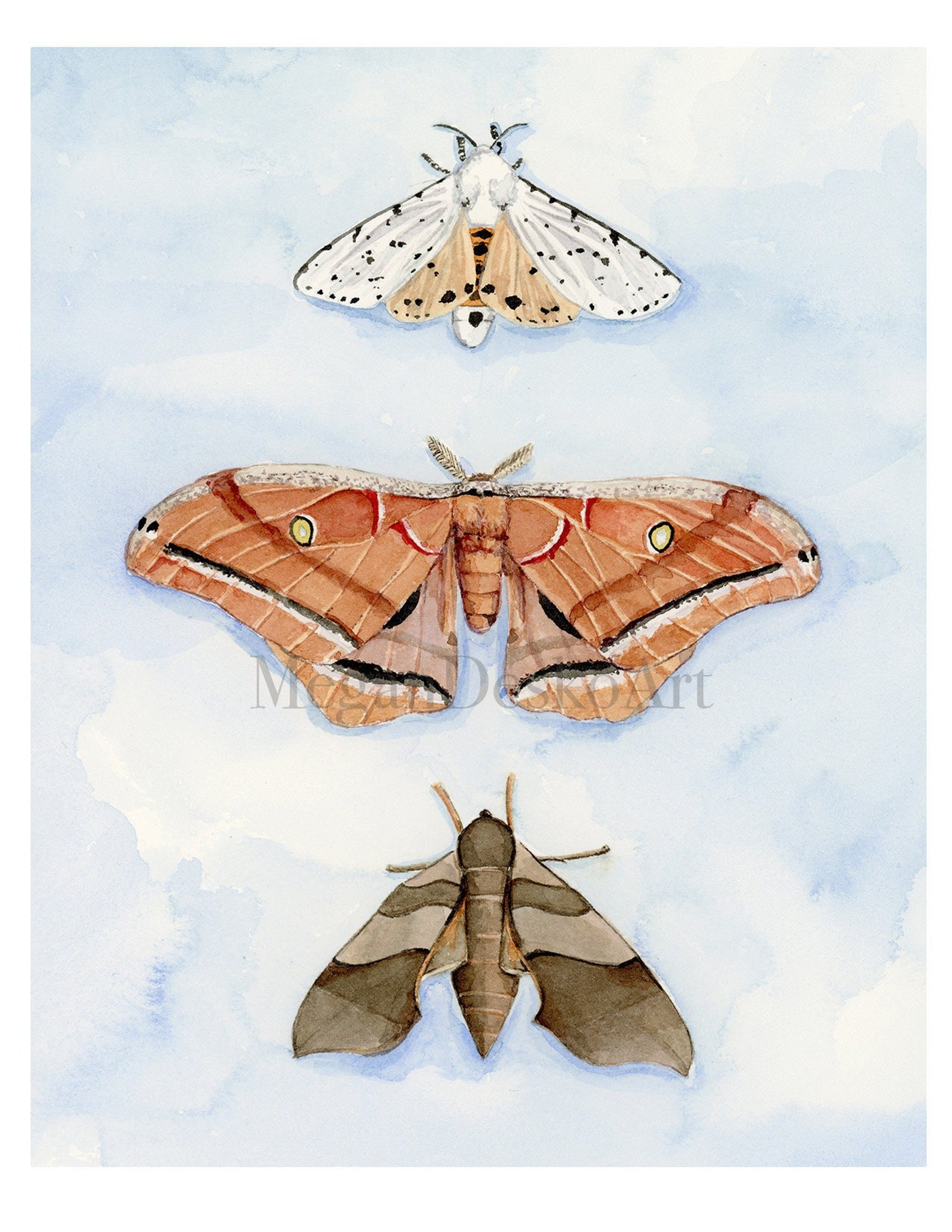 Moth Trio Watercolor Print Moth Nature Study Watercolor - Etsy