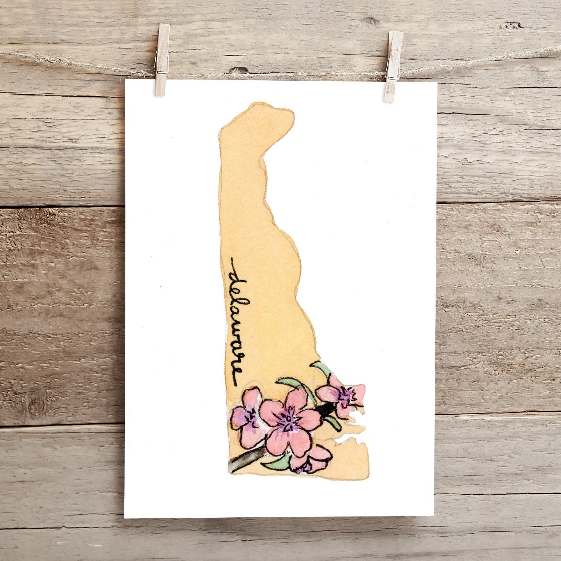 Delaware State Flower Drawing