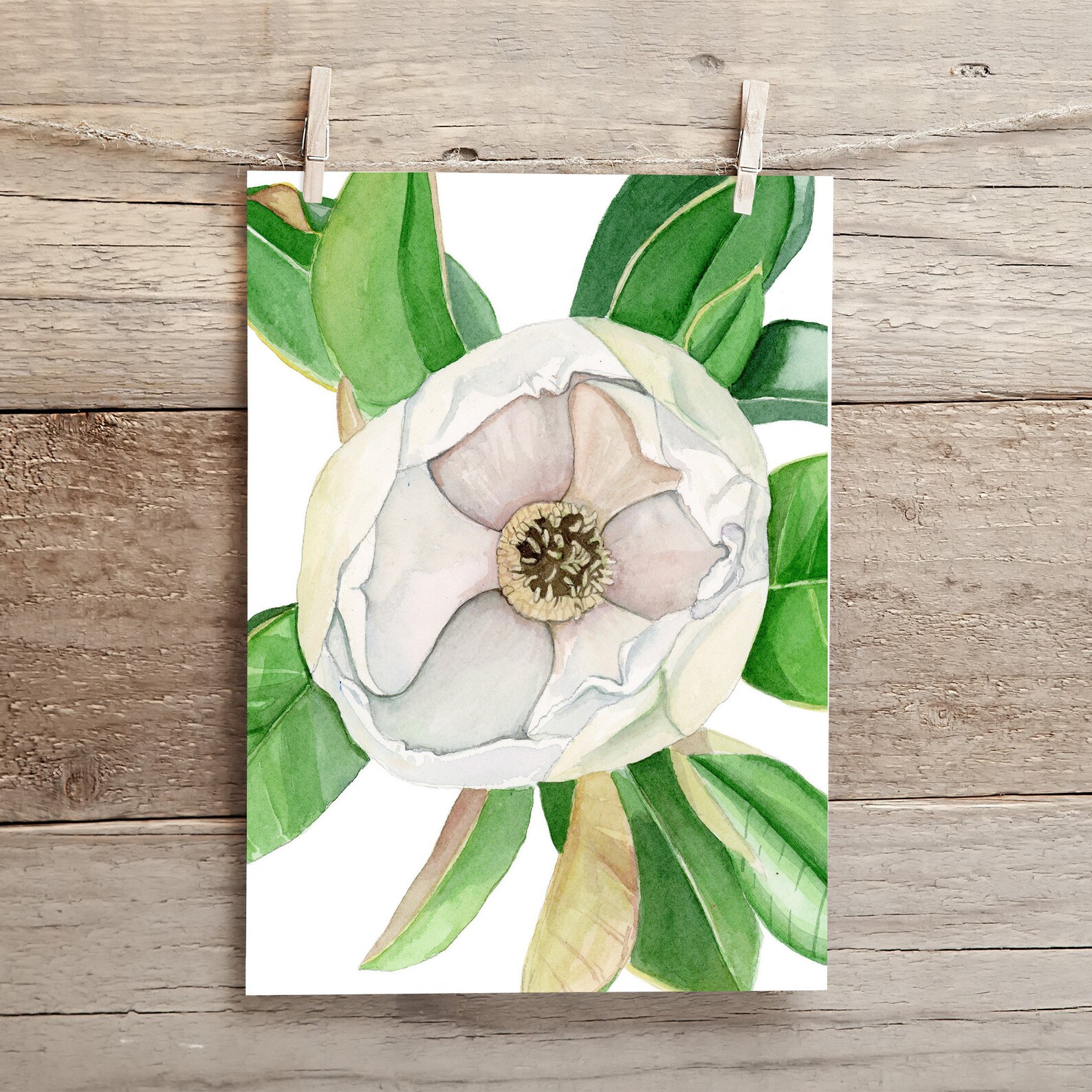 Magnolia Watercolor Print Trio, Louisiana State Flower, Mississippi ...