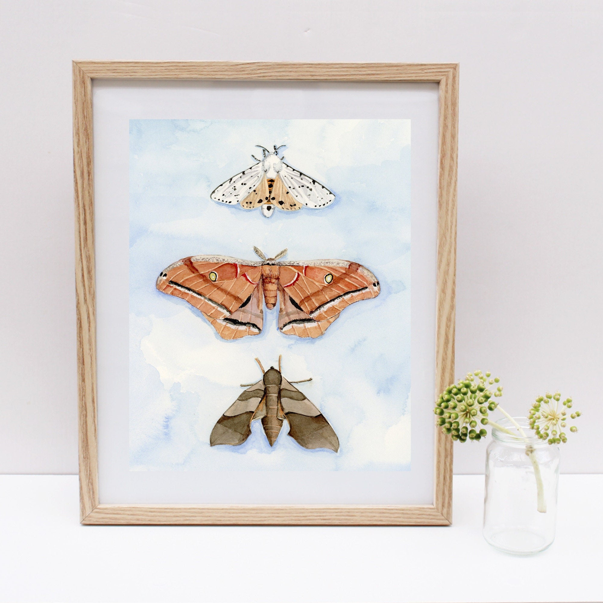 Moth Trio Watercolor Print Moth Nature Study Watercolor - Etsy