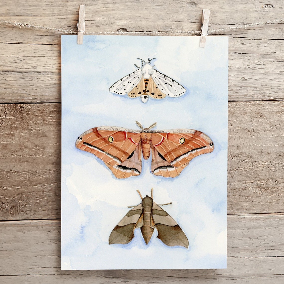 Moth Trio Watercolor Print Moth Nature Study Watercolor - Etsy
