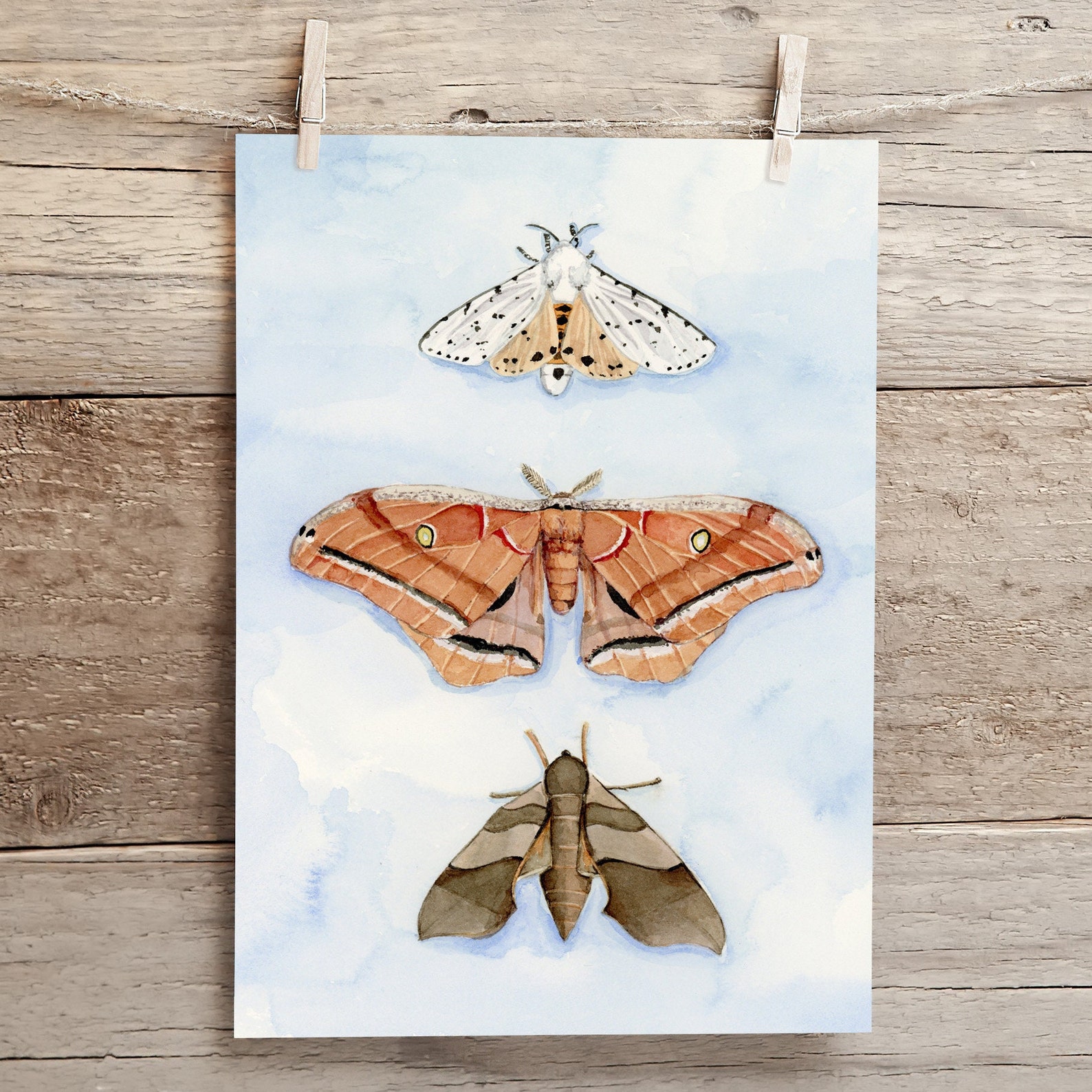 Moth Trio Watercolor Print Moth Nature Study Watercolor - Etsy