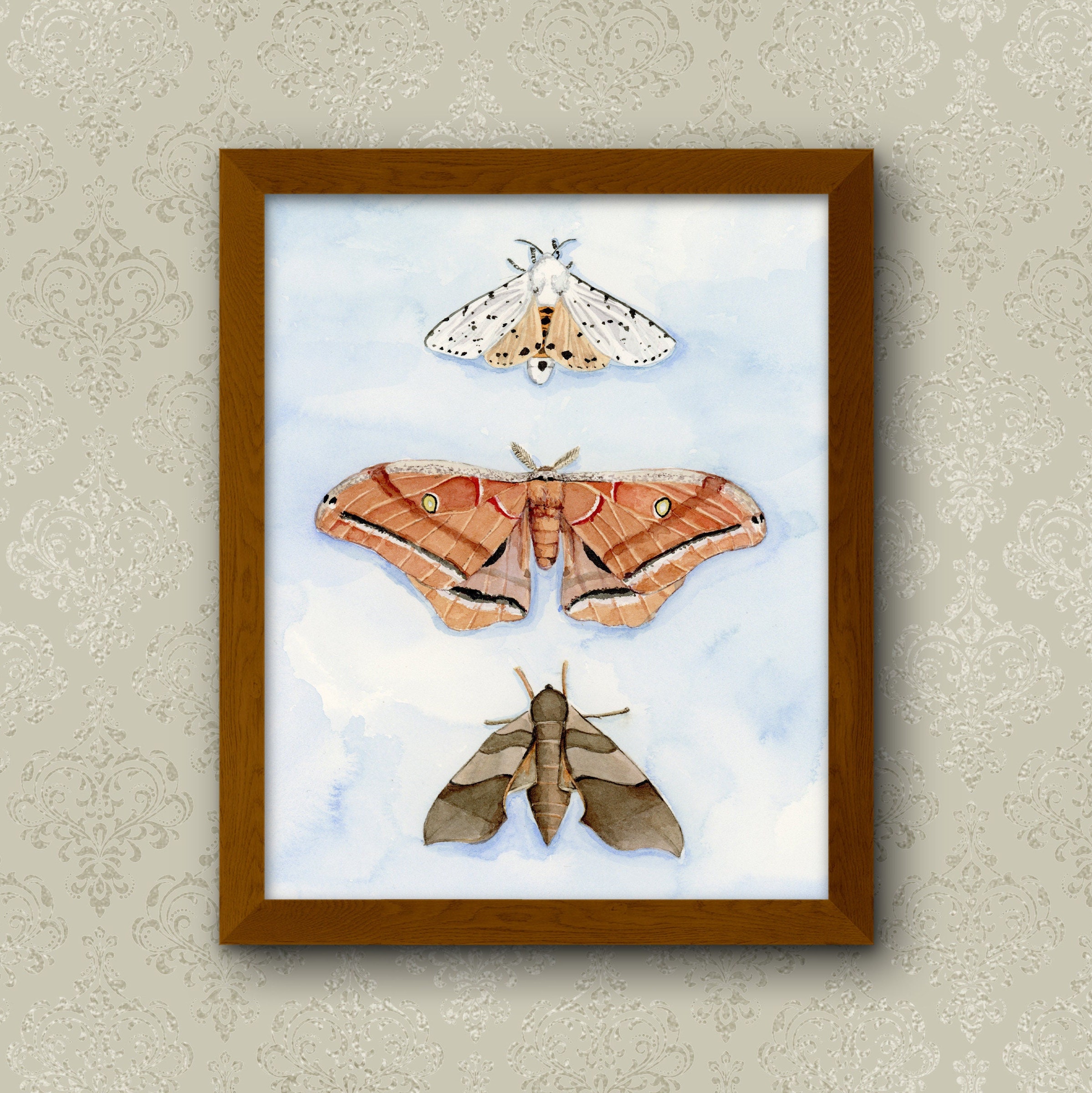 Moth Trio Watercolor Print Moth Nature Study Watercolor - Etsy