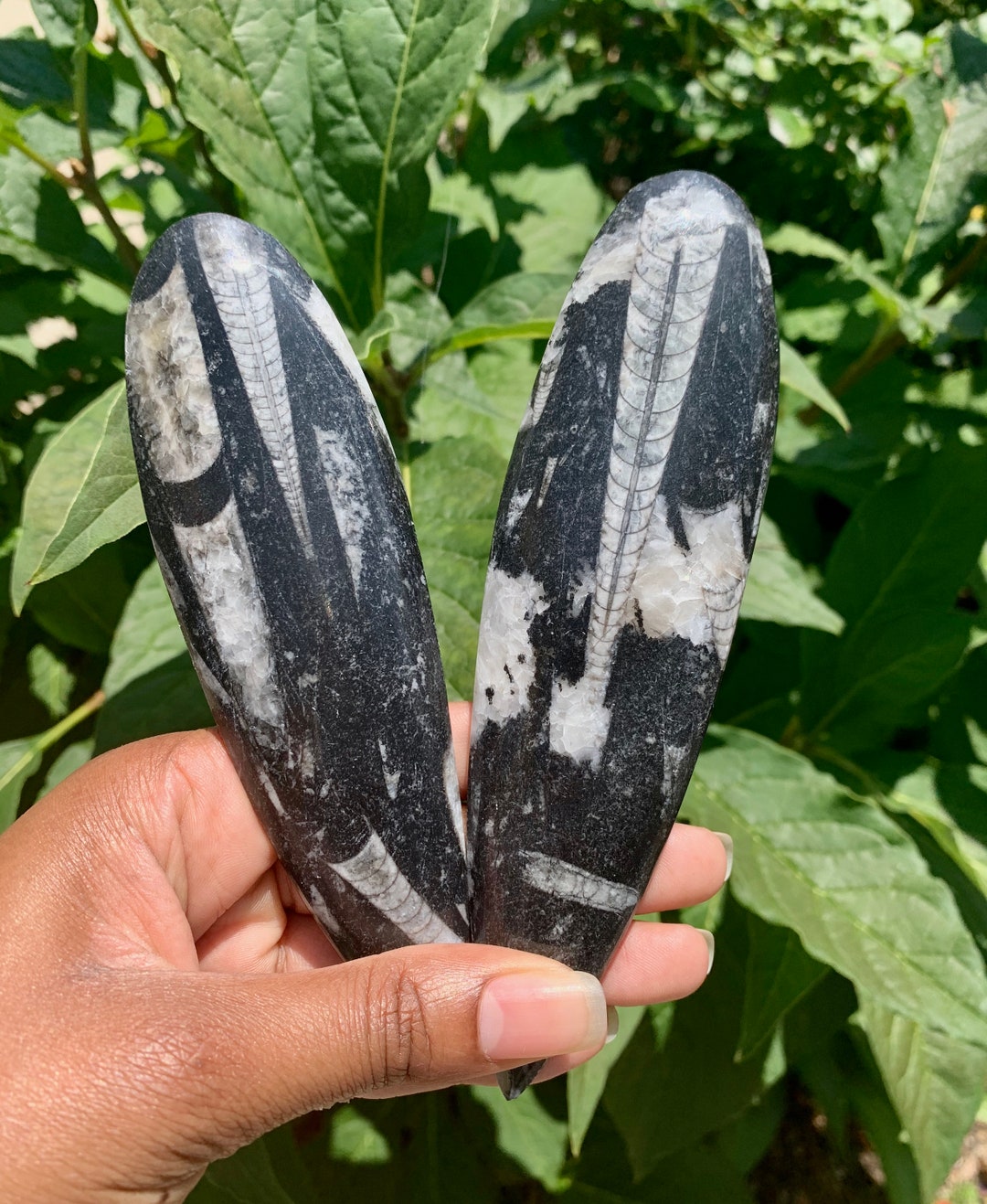 Orthocerous Fossil - Etsy