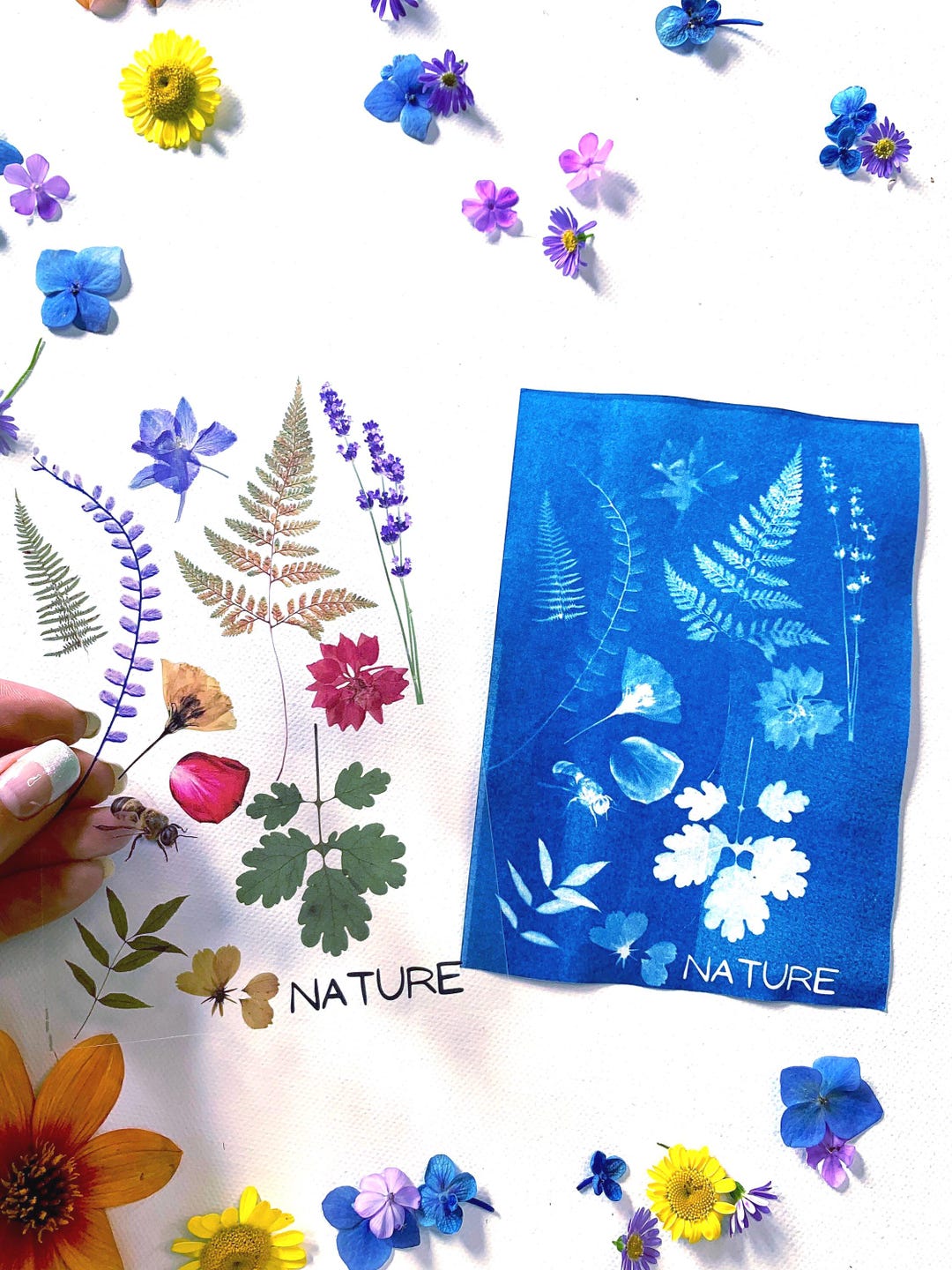 Pressed Flowers Cyanotype Kit , Pressed Flower Stencils , Sun Printing ...
