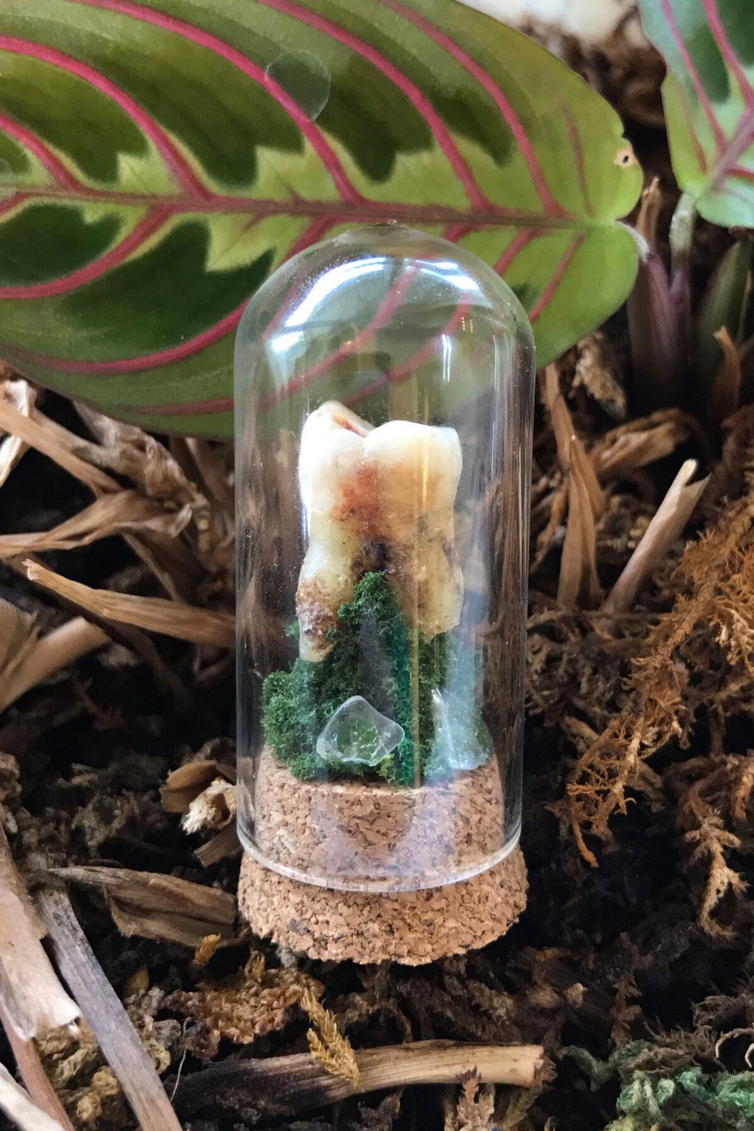 Gnarly Human Tooth Dome Free Shipping - Etsy