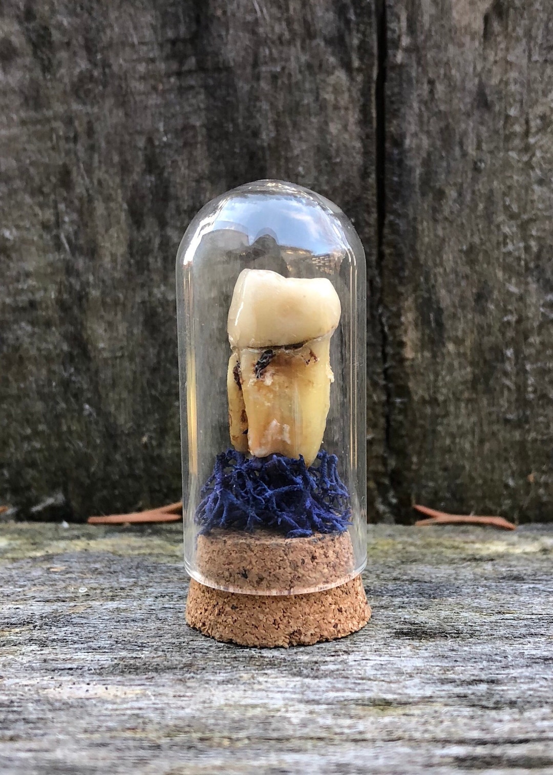 Gnarly Blue Moss Human Tooth Dome Free Shipping - Etsy