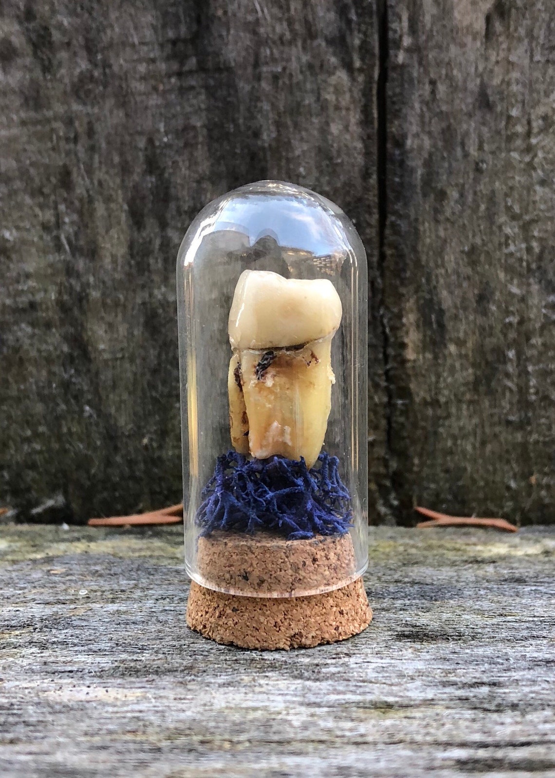 Gnarly Blue Moss Human Tooth Dome Free Shipping - Etsy