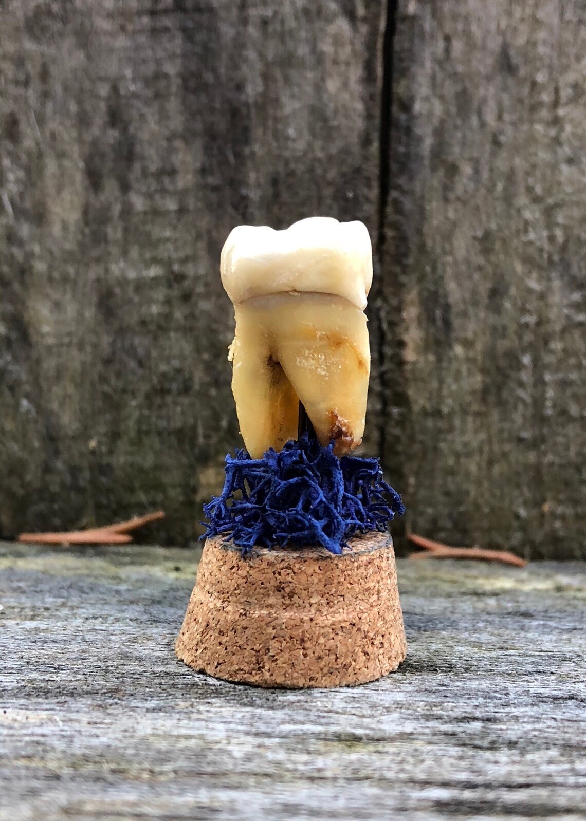 Gnarly Blue Moss Human Tooth Dome Free Shipping - Etsy