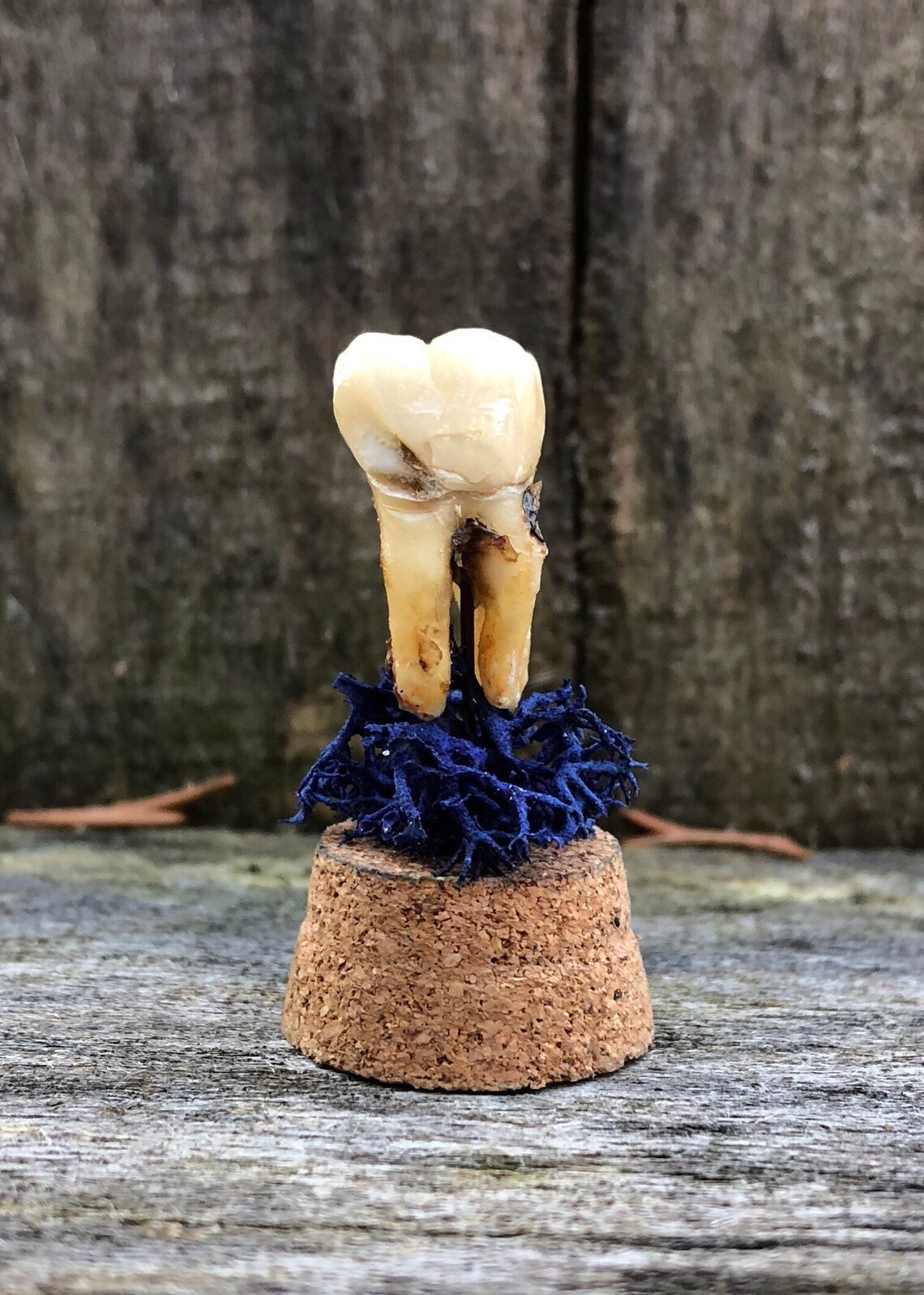 Gnarly Blue Moss Human Tooth Dome Free Shipping - Etsy