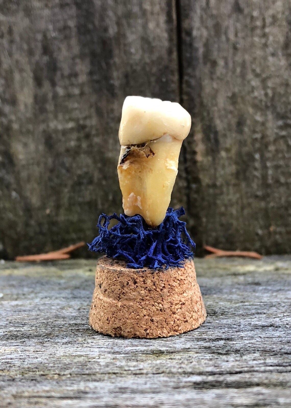 Gnarly Blue Moss Human Tooth Dome Free Shipping - Etsy