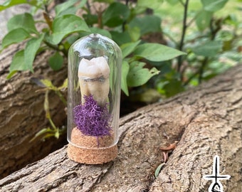 Gnarly Blue Moss Human Tooth Dome Free Shipping | Etsy