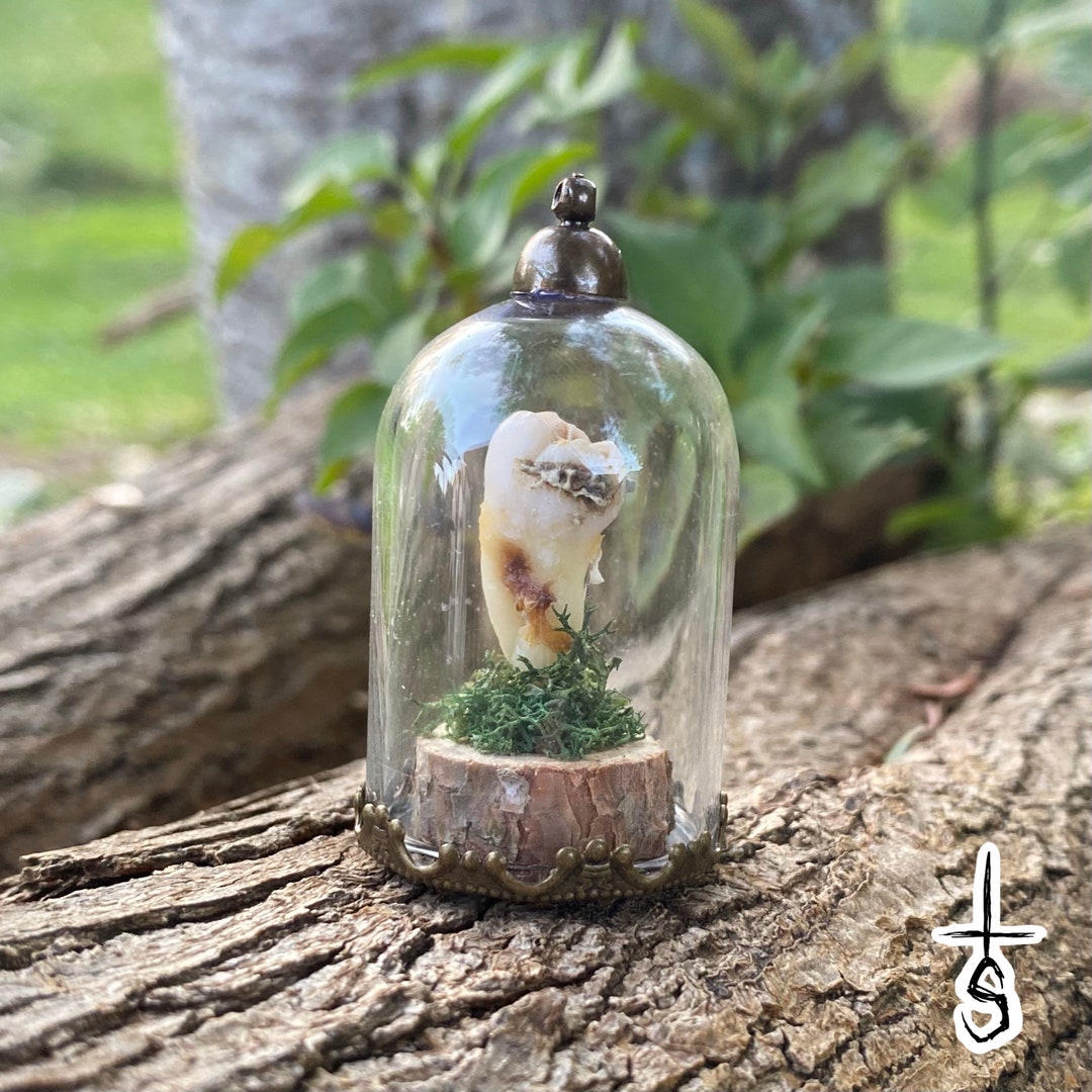 Real Human Tooth Bell Jar FREE SHIPPING - Etsy