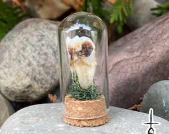 Gnarly Blue Moss Human Tooth Dome Free Shipping | Etsy