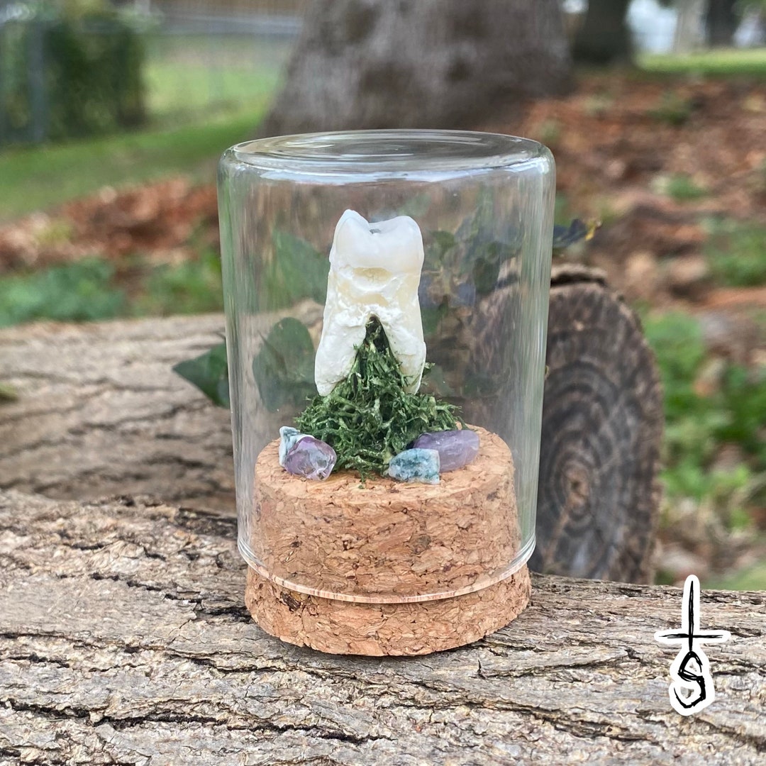 Big Molar Jumbo Dome FREE SHIPPING - Etsy