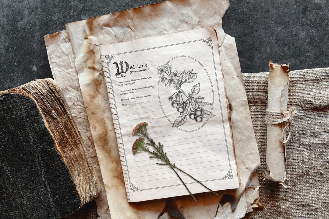 Botany Educational Worksheets,illustrated Materia Medica Rose & Drupe ...