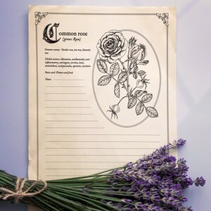 Botany Educational Worksheets,illustrated Materia Medica Rose & Drupe ...