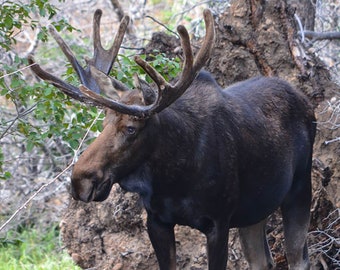 Moose photo | Etsy