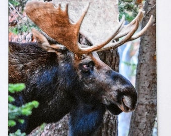 Bull moose | Etsy