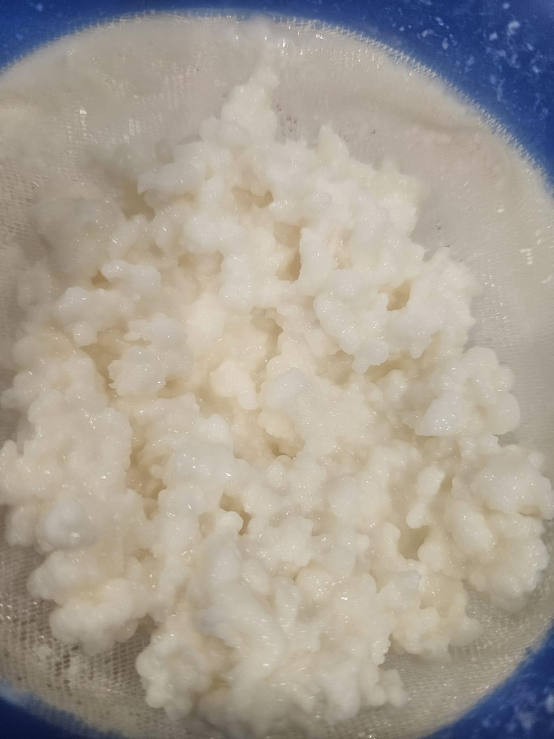 Raw Milk Kefir Grains: Cultured in Goat & Sheep's Milk - Etsy