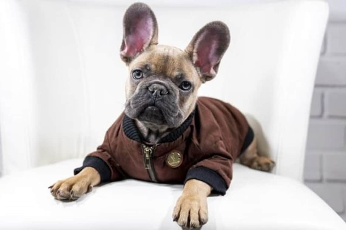 Dog Flight Jacket Red | Etsy